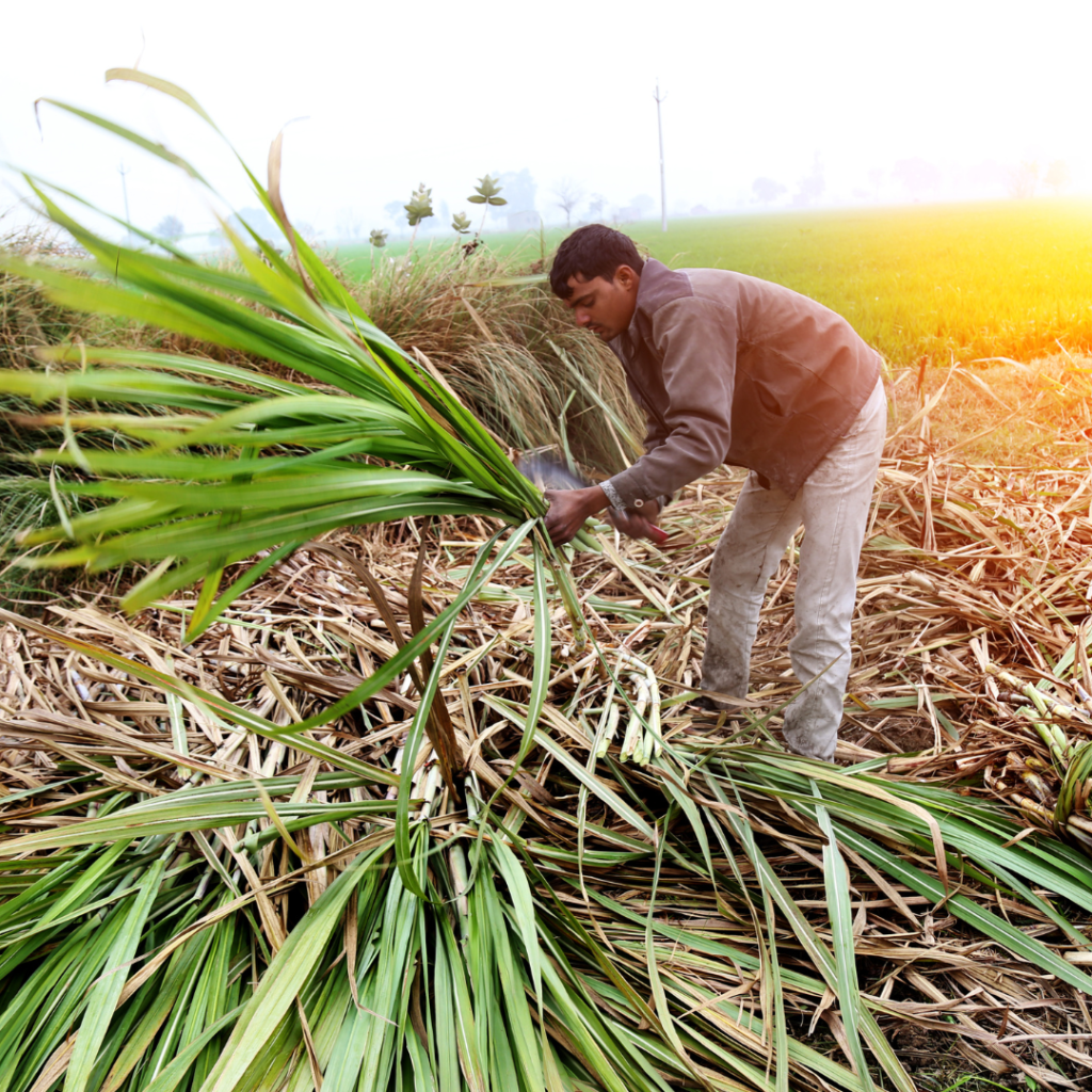 Sugarcane Packaging - Good-Bye Plastic