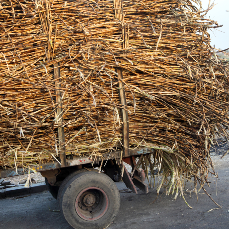 Sugarcane Packaging - Good-Bye Plastic