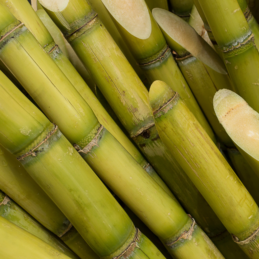 Sugarcane Packaging - Good-Bye Plastic