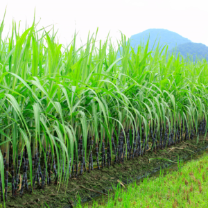 Sugarcane Packaging - Good-Bye Plastic